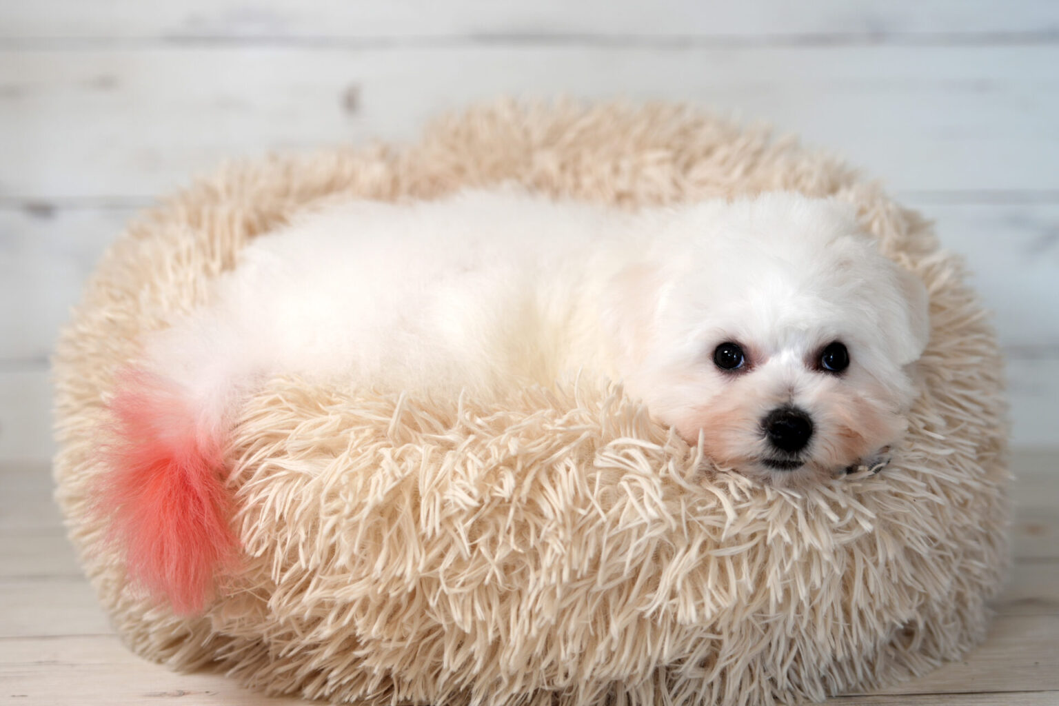 写真撮影 - OMOCHI Create.