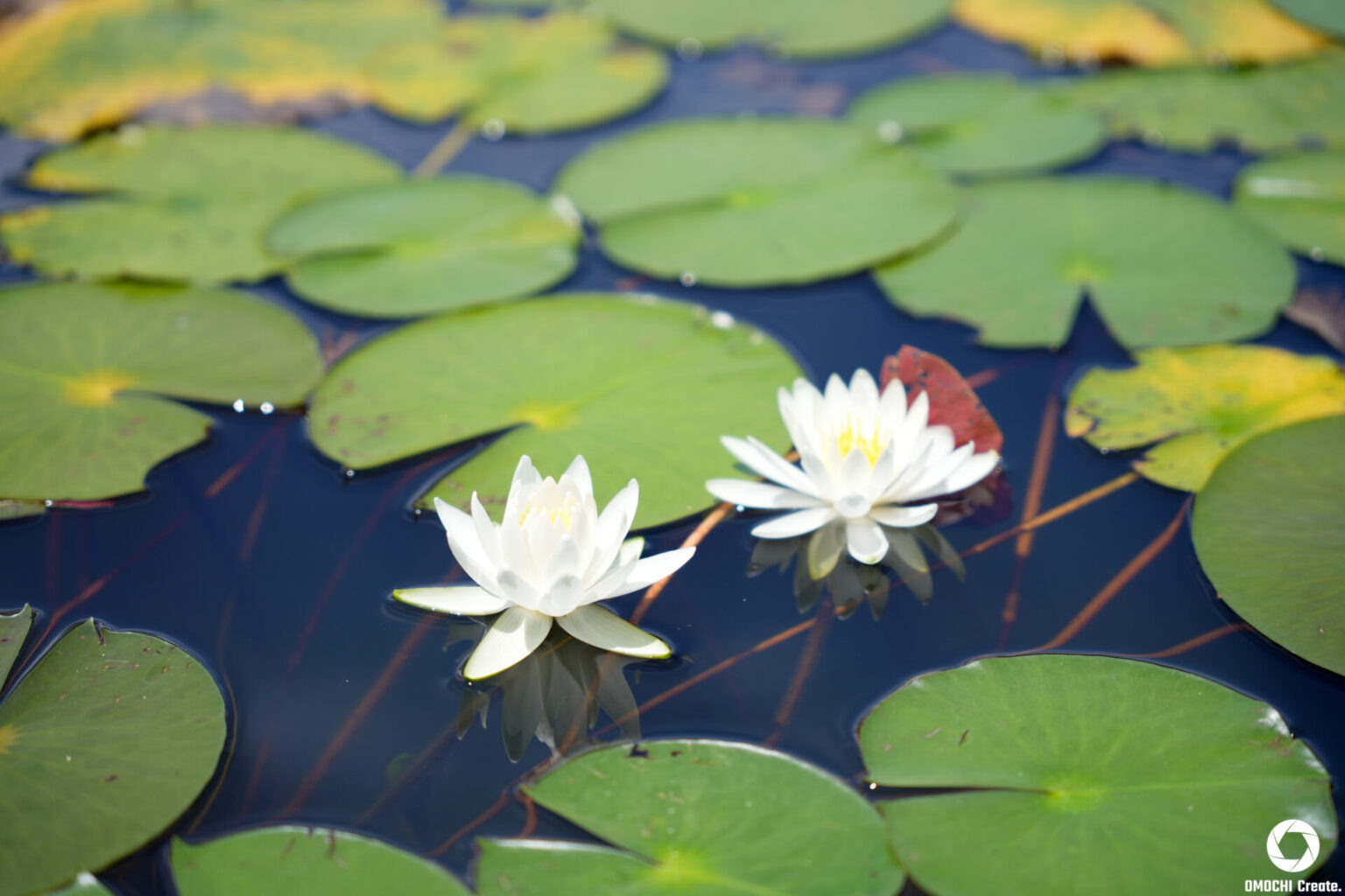 ワン友さんと妙高エリア避暑ツアー【いもり池編】 - OMOCHI Create.