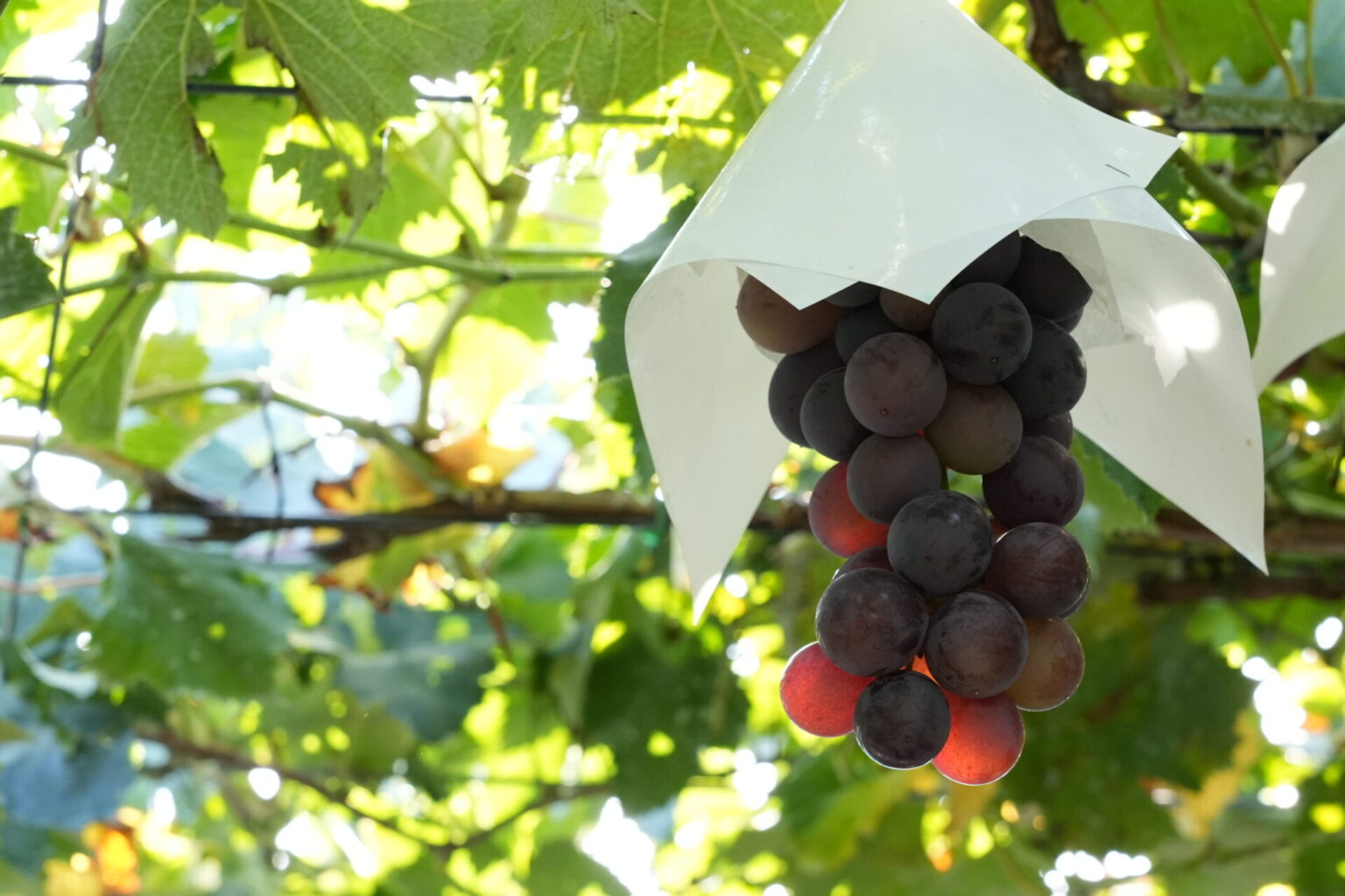 父ちゃん人生で初めてのぶどう狩り。【白根グレープガーデン】 - OMOCHI Create.