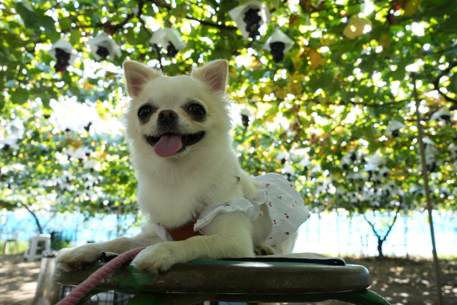 父ちゃん人生で初めてのぶどう狩り。【白根グレープガーデン】 - OMOCHI Create.