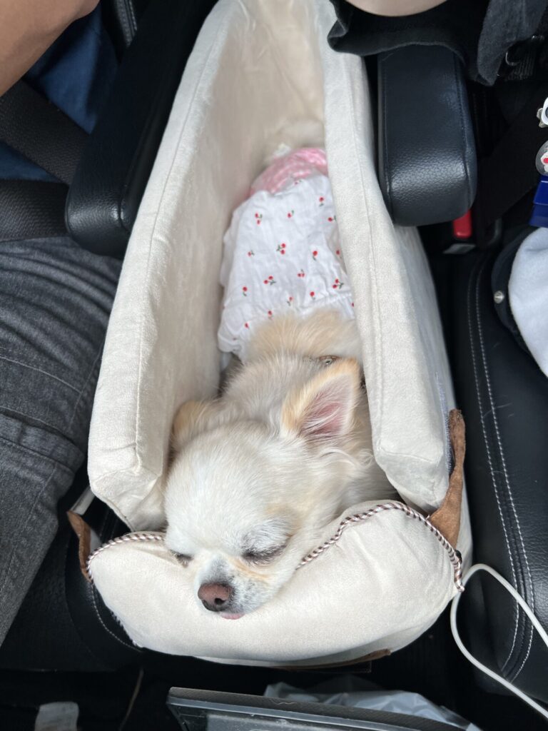 ペットと行く2泊3日 車中泊の旅~1日目~（柏崎・長岡・弥彦） - OMOCHI Create.