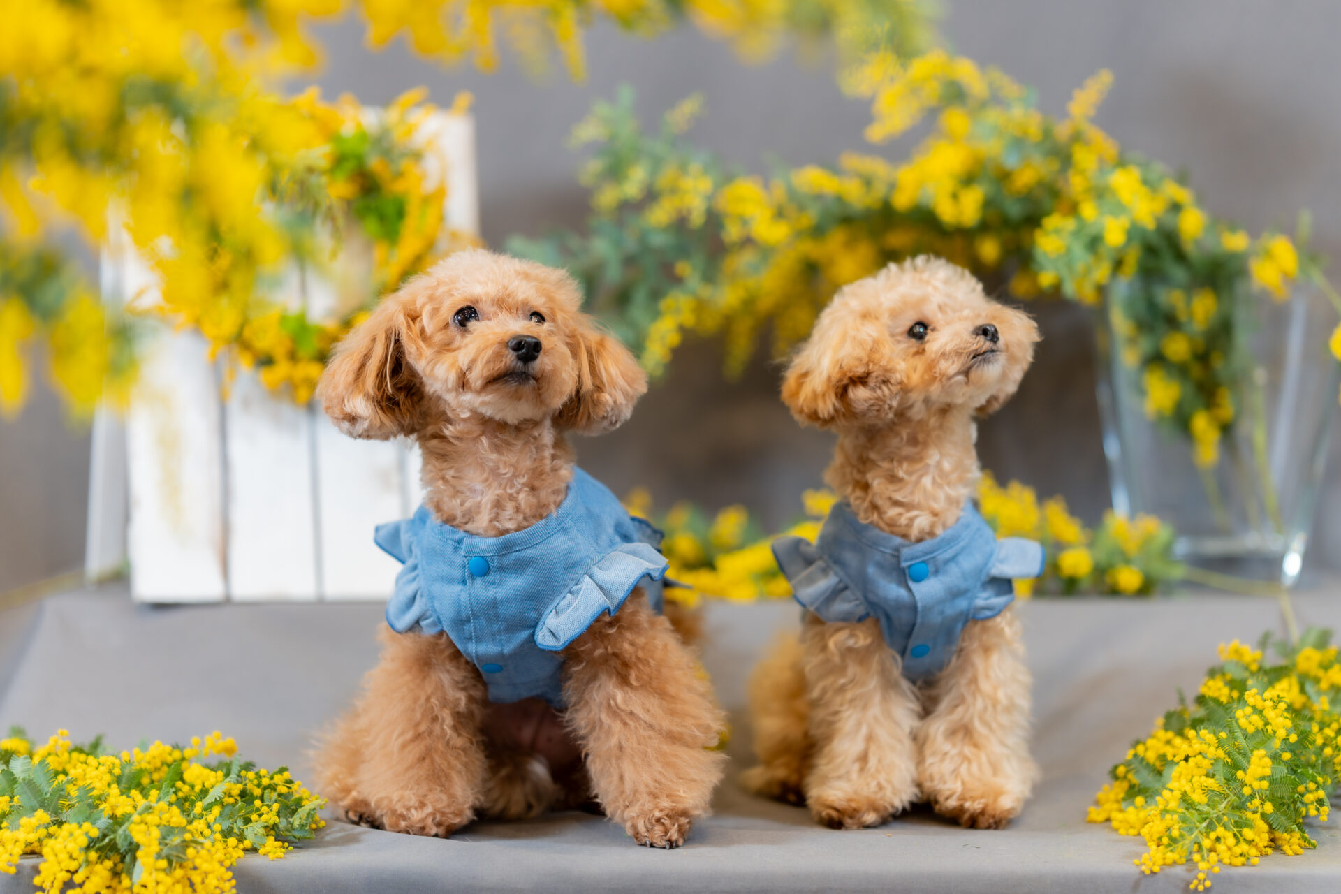 OMOCHI Create. ミモザ撮影会（3月8日-9日) - OMOCHI Create.